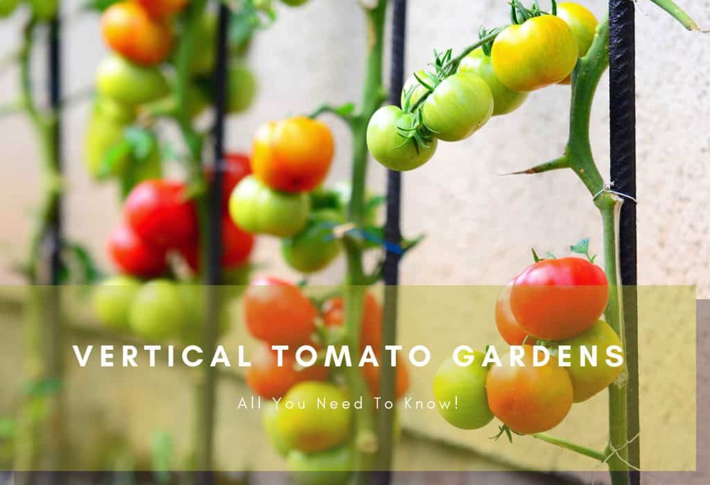 Vertical Tomato Gardens – All You Need To Know - Vertical Garden Plants